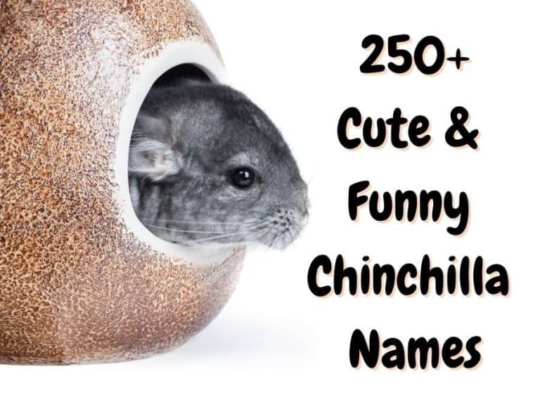 Chinchilla Names: 200+ Funny & Unique Names for a Chinchilla - The Pet ...