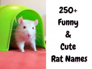 Rat Names: 250+ Unique & Cute Names for a Rat - The Pet Savvy