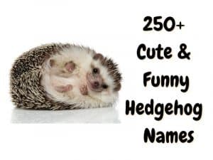 Hedgehog Names: 250+ Cute & Funny Names for a Hedgehog - The Pet Savvy