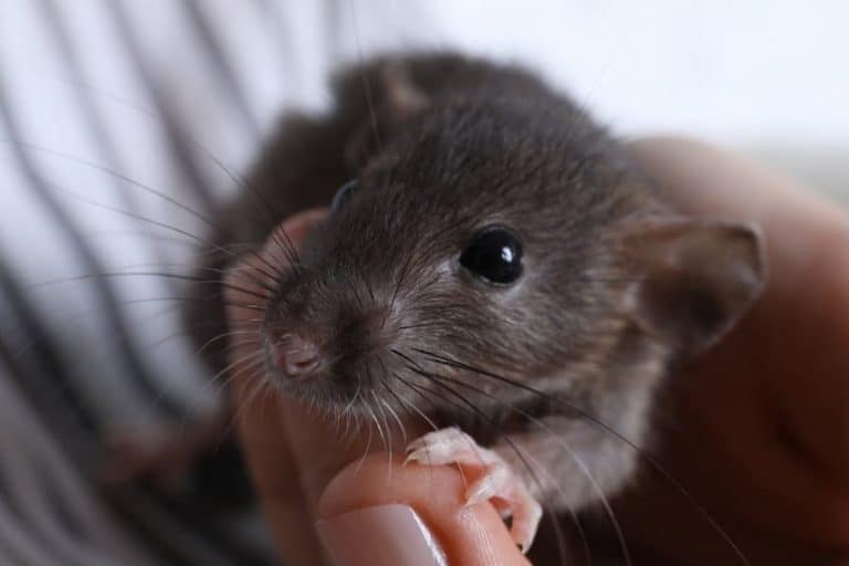 30+ Rat Breeders Share Their Best Tips For First-Time Rat Owners - The ...