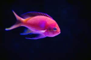 Fish Names: 700+ Funny and Unique Names For Your Fish! - The Pet Savvy