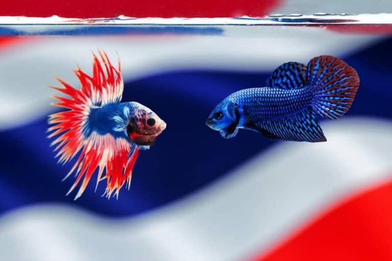 Fish Names: 700+ Funny and Unique Names For Your Fish! - The Pet Savvy