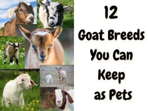 12 Goat Breeds You Can Keep As Pets - The Pet Savvy