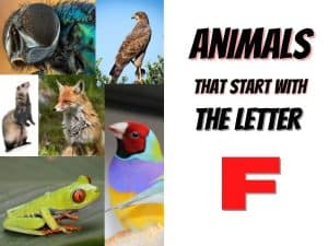 69 Animals That Start With F - The Pet Savvy