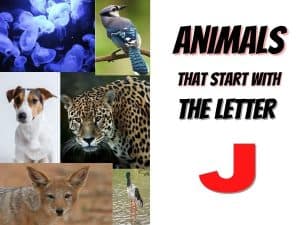 45 Animals That Start With J - The Pet Savvy