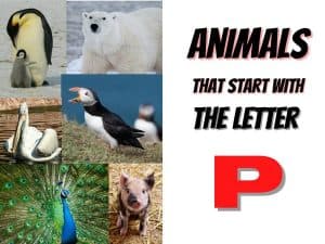 103 Animals That Start With P - The Pet Savvy