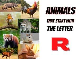 67 Animals That Start With R - The Pet Savvy