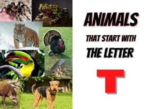 78 Animals That Start With T - The Pet Savvy