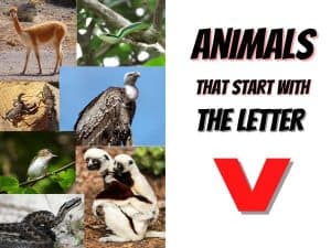 27 Animals That Start With V - The Pet Savvy