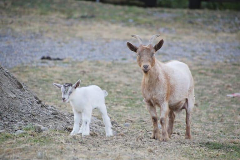 12 Goat Breeds You Can Keep As Pets - The Pet Savvy