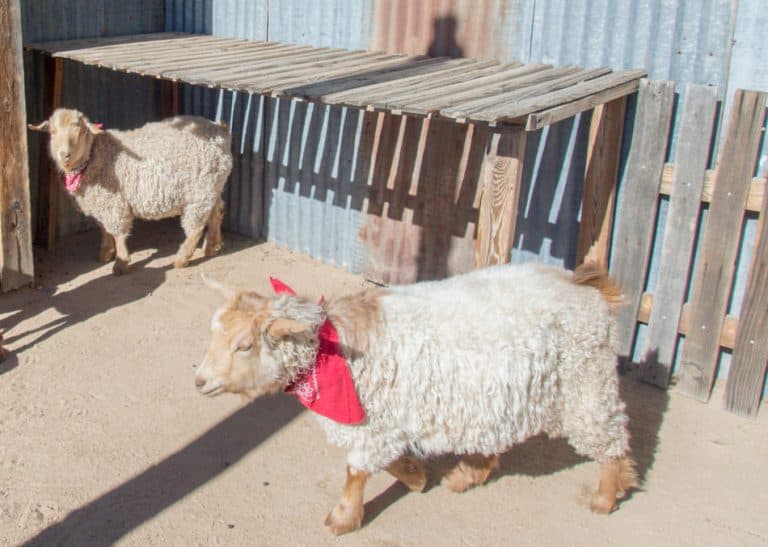 12 Goat Breeds You Can Keep As Pets - The Pet Savvy