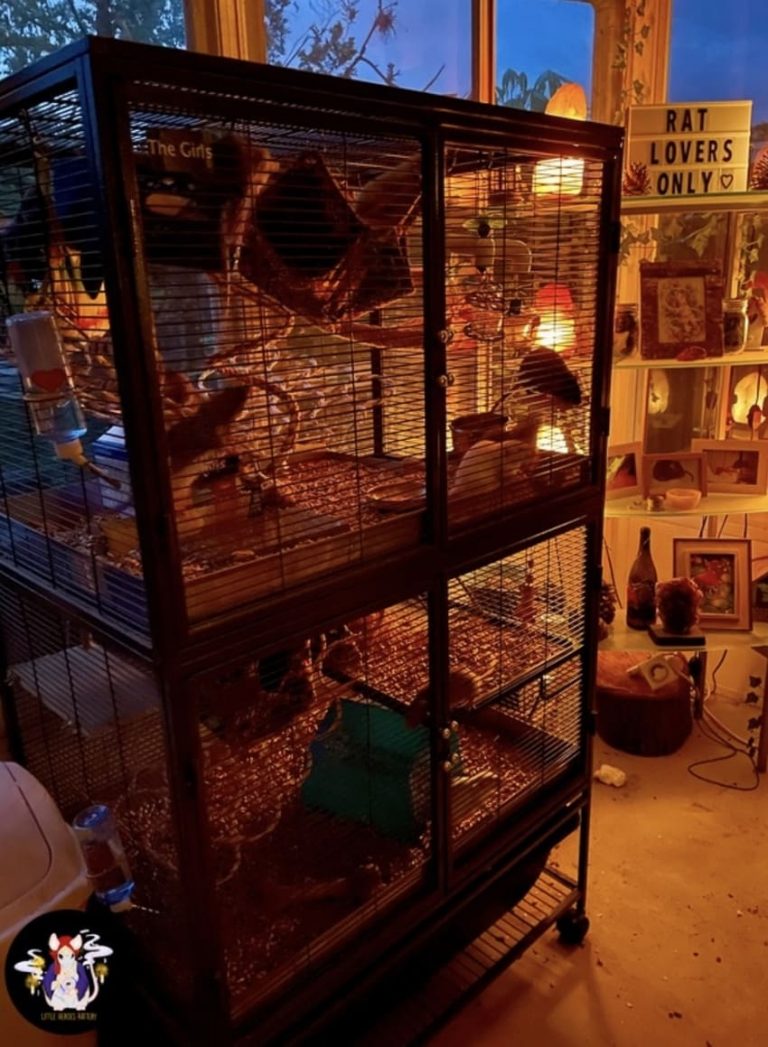 6 Rat Breeders Show Us How They Set Up Their Rat Cages - The Pet Savvy
