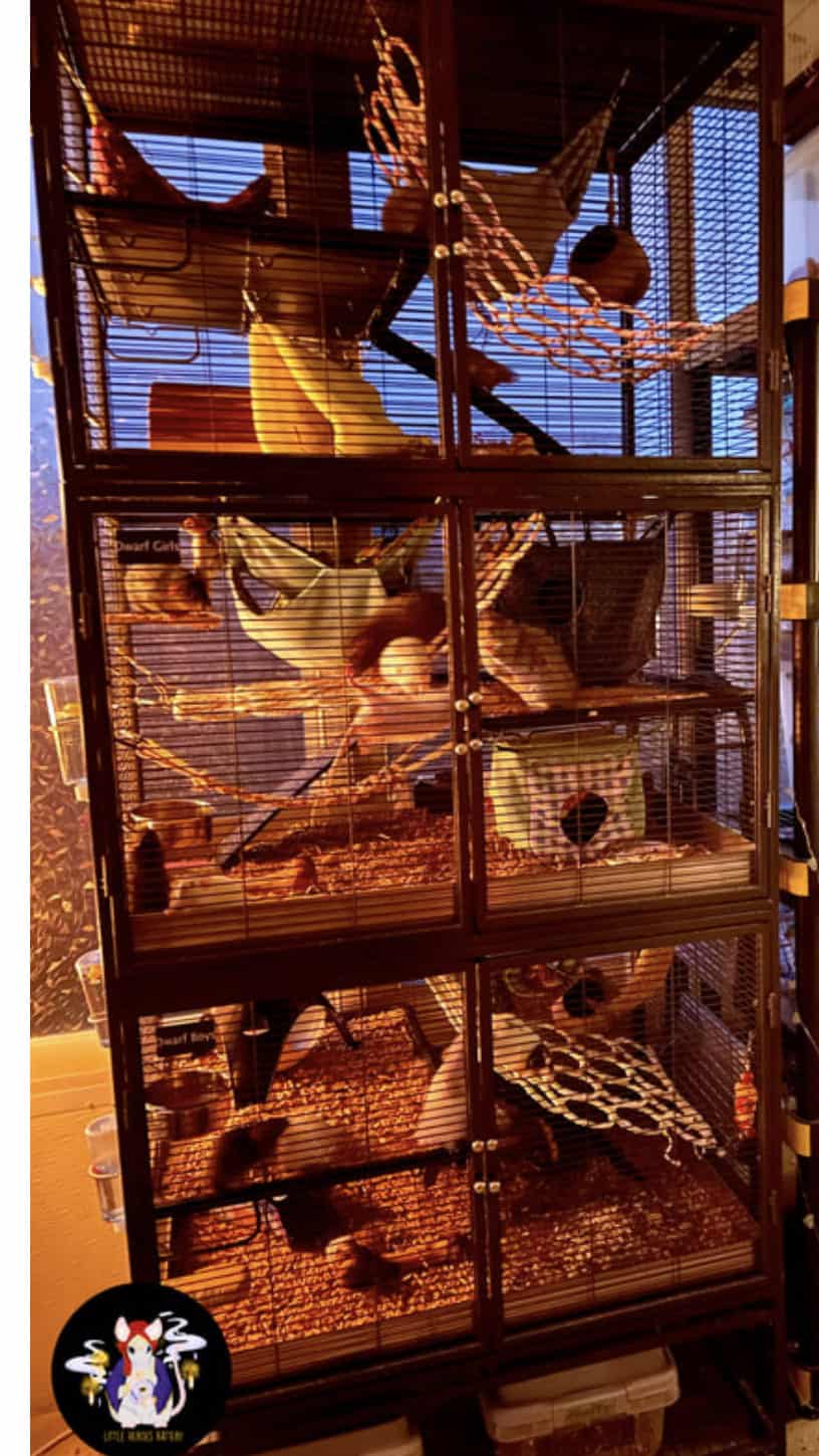 6 Rat Breeders Show Us How They Set Up Their Rat Cages - The Pet Savvy