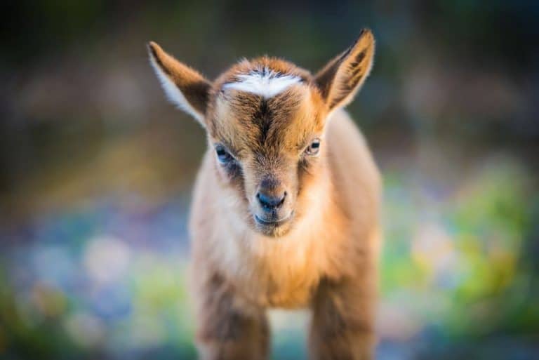 12 Goat Breeds You Can Keep As Pets - The Pet Savvy