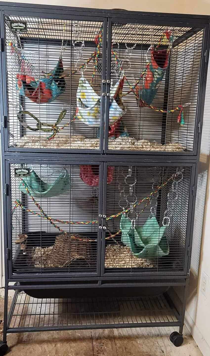 6 Rat Breeders Show Us How They Set Up Their Rat Cages - The Pet Savvy