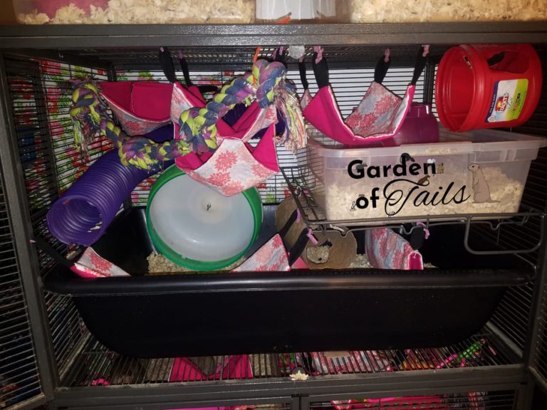 6 Rat Breeders Show Us How They Set Up Their Rat Cages - The Pet Savvy