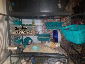 6 Rat Breeders Show Us How They Set Up Their Rat Cages - The Pet Savvy