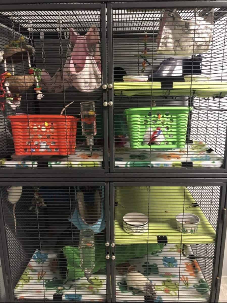 6 Rat Breeders Show Us How They Set Up Their Rat Cages - The Pet Savvy