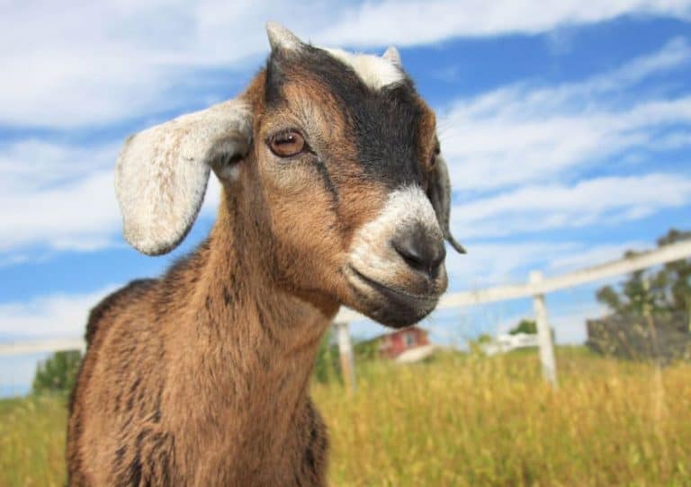 12 Goat Breeds You Can Keep As Pets - The Pet Savvy