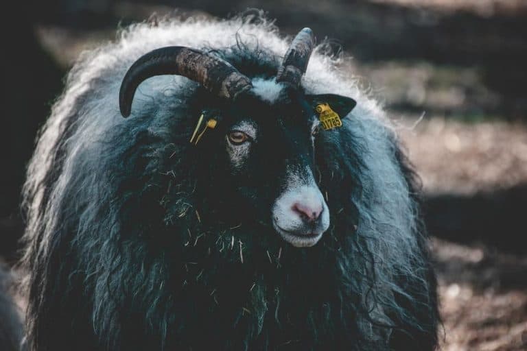 12 Goat Breeds You Can Keep As Pets - The Pet Savvy