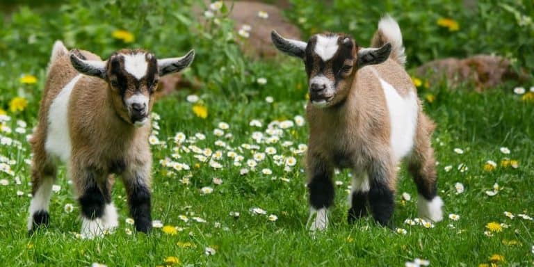 12 Goat Breeds You Can Keep As Pets - The Pet Savvy