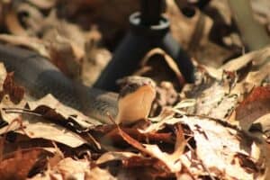 18 Animals That Start With Q - The Pet Savvy