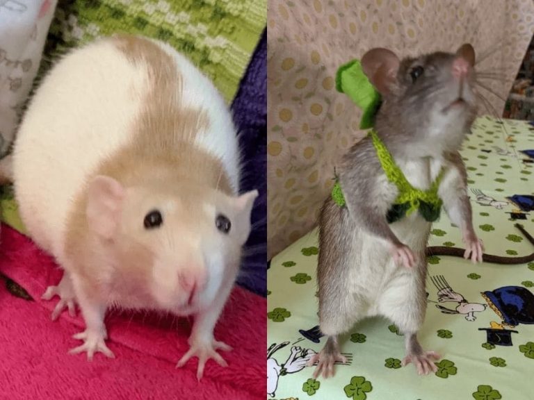 All About Roof Rats (Ratus Ratus) - Care Tips From a Breeder - The Pet ...