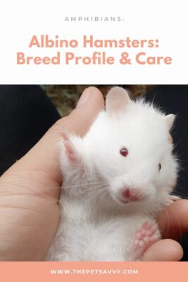 Albino Hamsters - Breed Profile, Photos and Care - The Pet Savvy