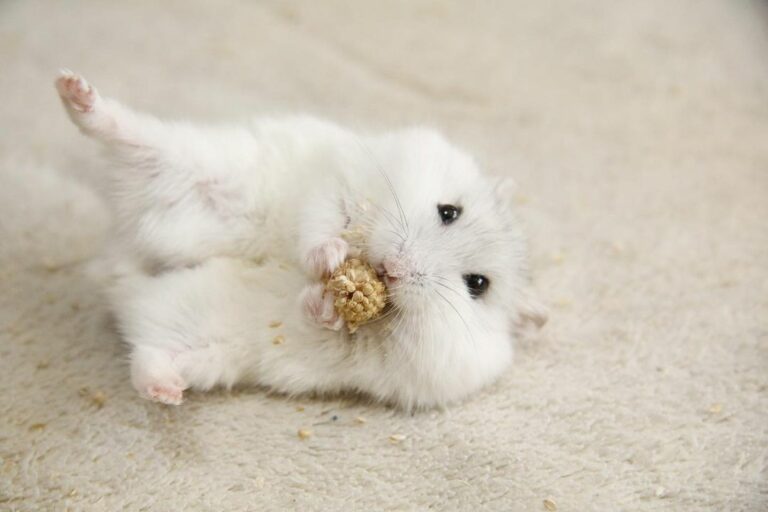 Albino Hamsters - Breed Profile, Photos and Care - The Pet Savvy