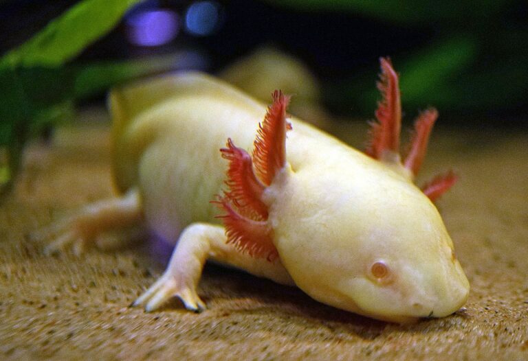 Axolotl 101: Breed Profile, Care, Tank Setup & Photos - The Pet Savvy