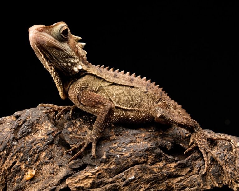 Bearded Dragons 101: The Ultimate Care Guide - The Pet Savvy