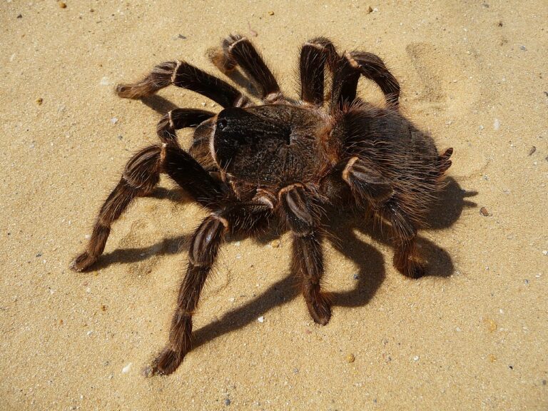 Types of Tarantulas: The 20 Best Tarantulas as Pets - The Pet Savvy