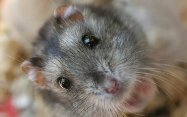 Djungarian Hamsters - Everything You Need to Know - The Pet Savvy