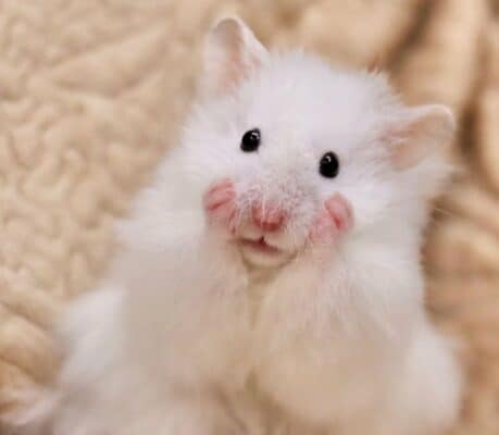 Albino Hamsters - Breed Profile, Photos and Care - The Pet Savvy