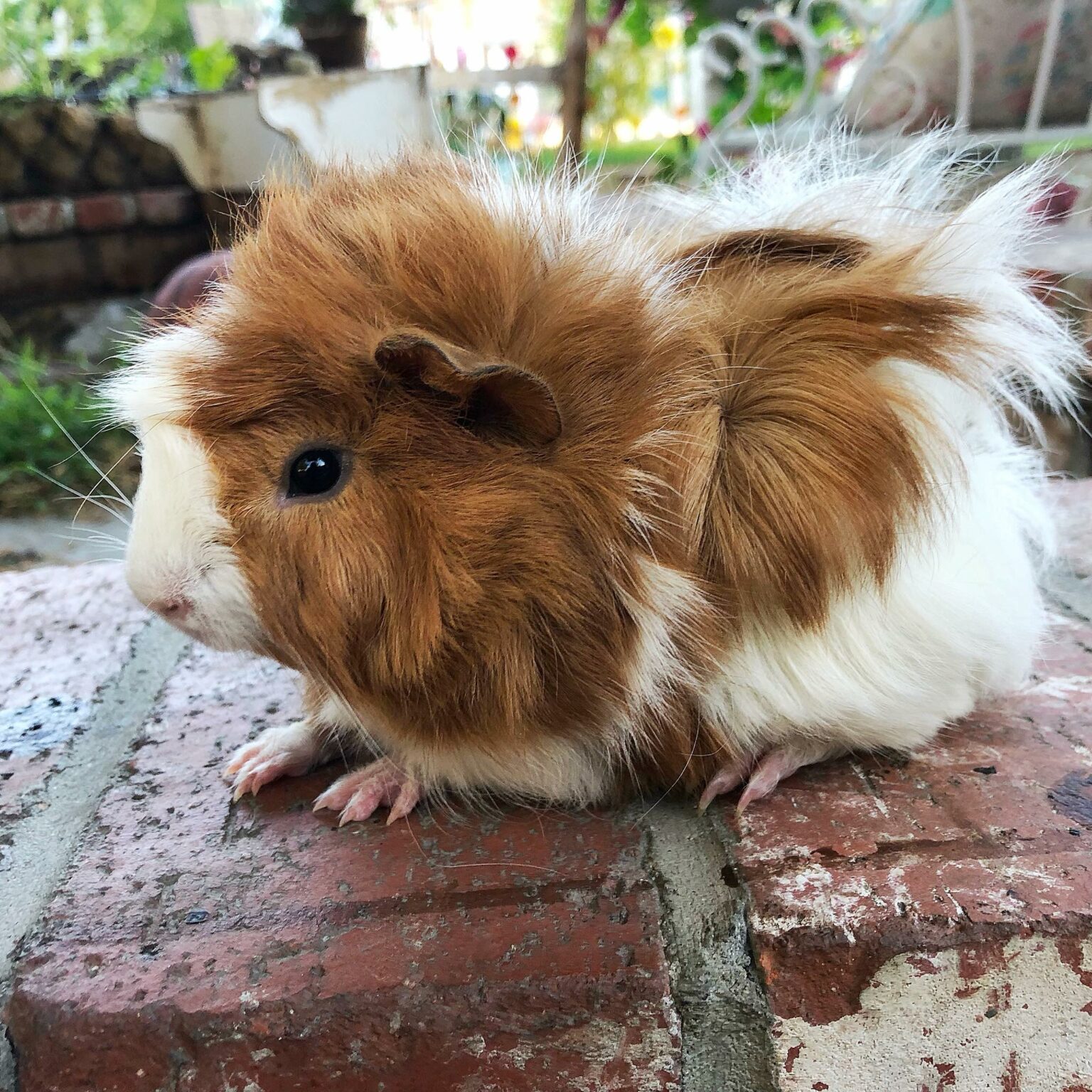 Peruvian Guinea Pigs - Everything You Need to Know - The Pet Savvy