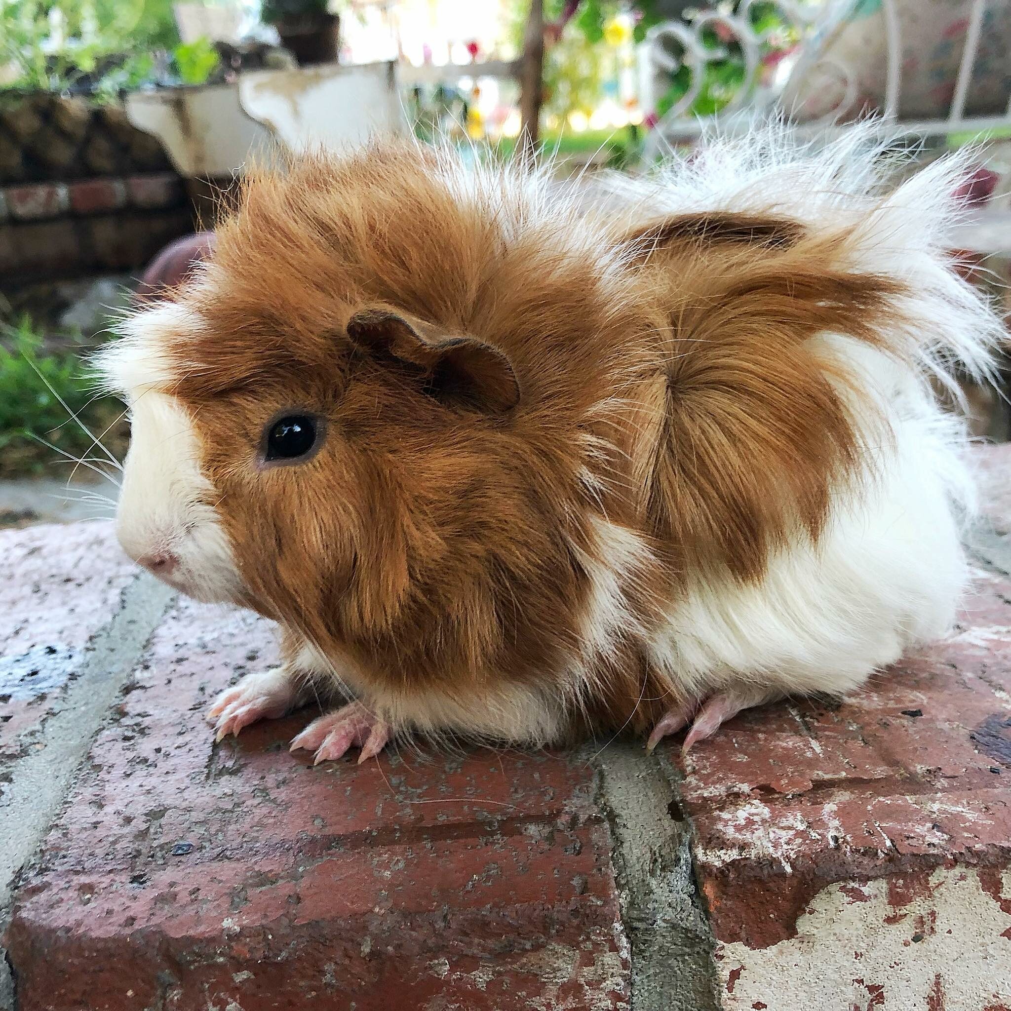 Peruvian Guinea Pigs - Everything You Need to Know - The Pet Savvy