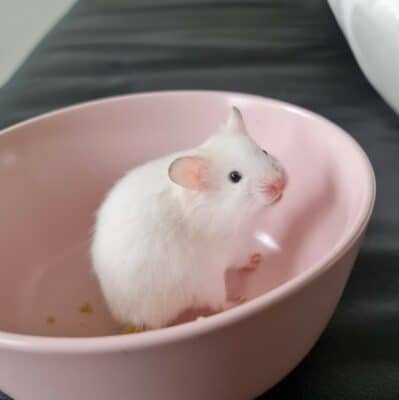 Albino Hamsters - Breed Profile, Photos and Care - The Pet Savvy