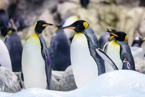 100+ Penguin Names You Will Surely Love - The Pet Savvy