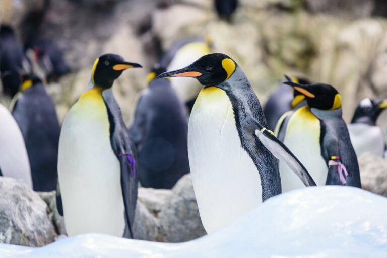 100+ Penguin Names You Will Surely Love - The Pet Savvy