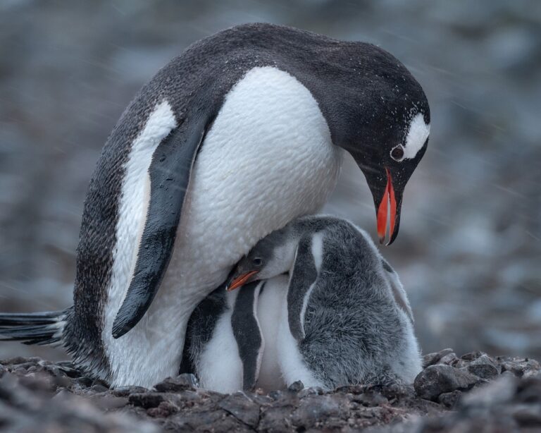 100+ Penguin Names You Will Surely Love - The Pet Savvy