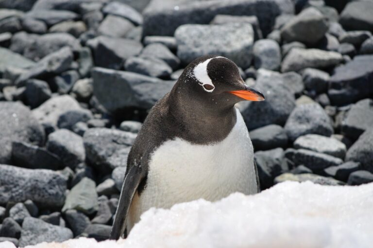 100+ Penguin Names You Will Surely Love - The Pet Savvy