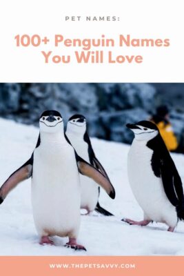 100+ Penguin Names You Will Surely Love - The Pet Savvy