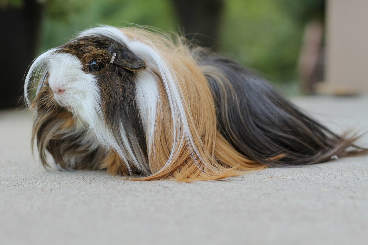Peruvian Guinea Pigs - Everything You Need to Know - The Pet Savvy