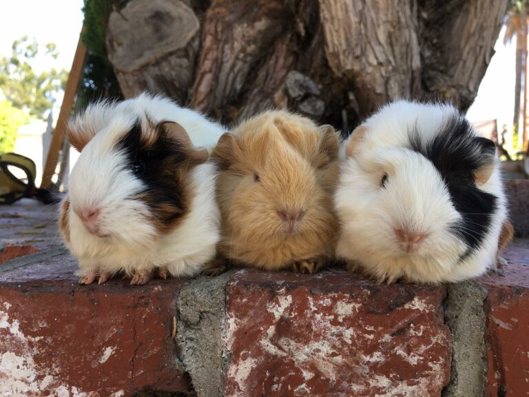 Peruvian Guinea Pigs - Everything You Need to Know - The Pet Savvy