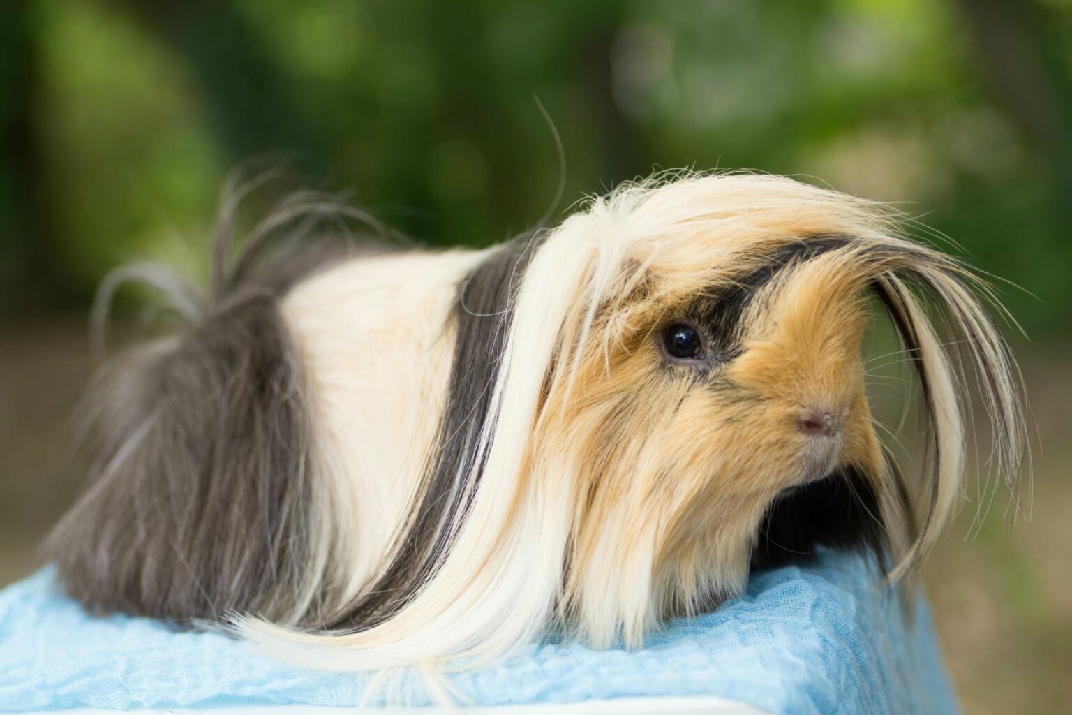 Peruvian Guinea Pigs - Everything You Need to Know - The Pet Savvy