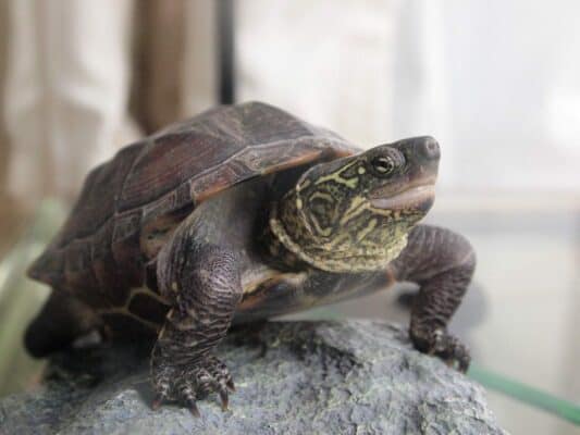 20 Types of Aquatic Turtles for Every Reptile Enthusiast - The Pet Savvy
