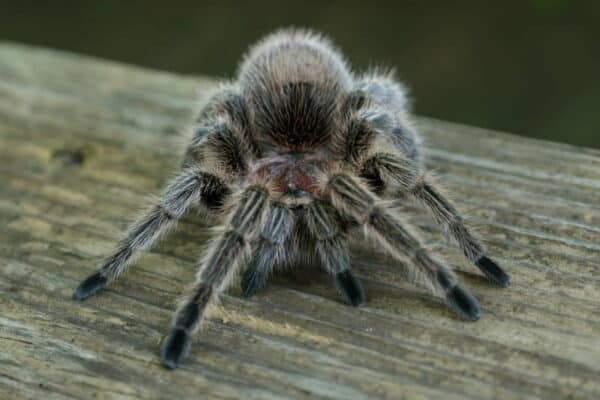 Types of Tarantulas: The 20 Best Tarantulas as Pets - The Pet Savvy