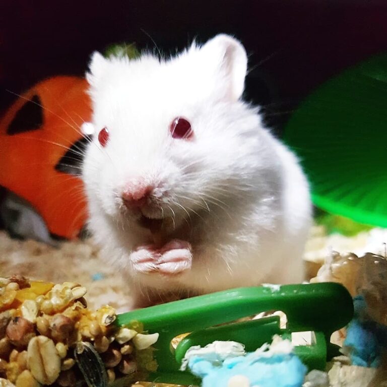 Albino Hamsters - Breed Profile, Photos and Care - The Pet Savvy