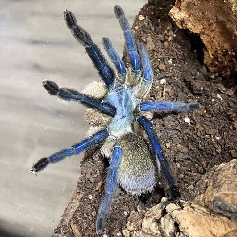 Types of Tarantulas: The 20 Best Tarantulas as Pets - The Pet Savvy