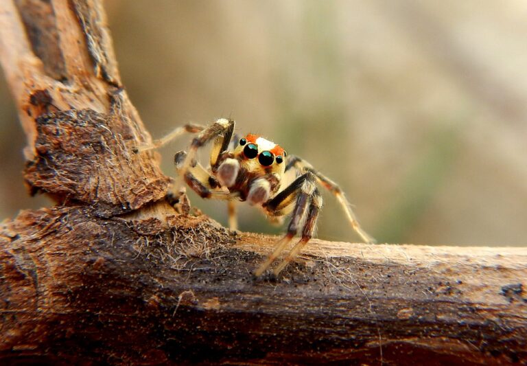 Types of Tarantulas: The 20 Best Tarantulas as Pets - The Pet Savvy